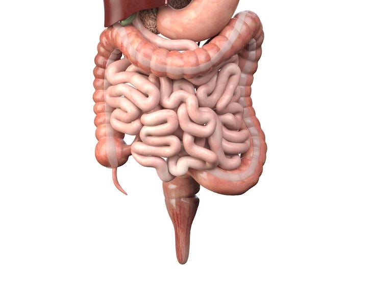 Apéndice real: definición y función esencial en el cuerpo | Enfermedades